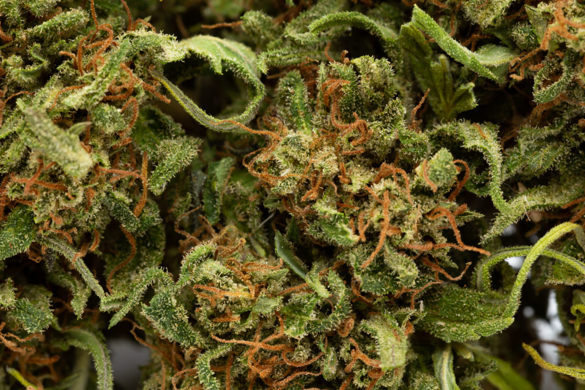 Looking for Elektra CBD Hemp Flower Blunt Pre-Rolls?