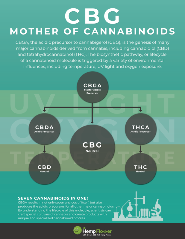 What Is CBG Flower and Should You Use It? | CBG Hemp Flower Guide