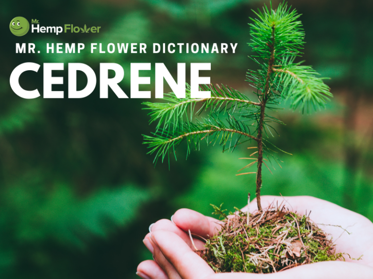 Cedrene Terpene Review: What Is It And What It Does