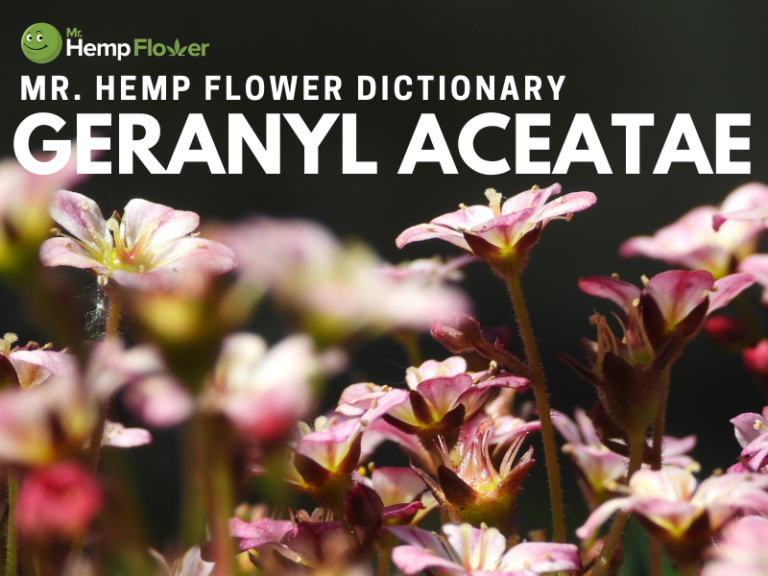 Geranyl Terpene Review: What Is It And What It Does