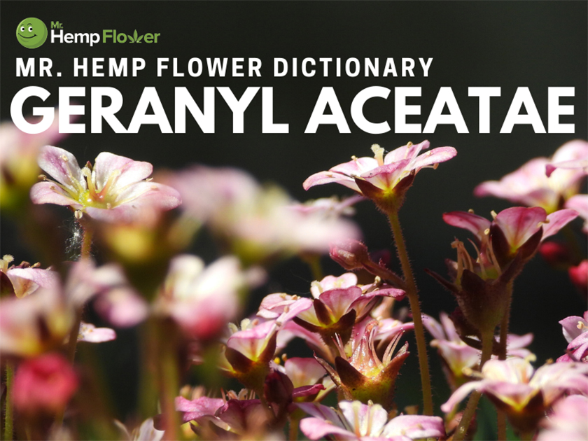 Geranyl Terpene Review: What Is It And What It Does