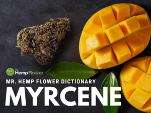 Myrcene Terpene Review: What Is It And What It Does