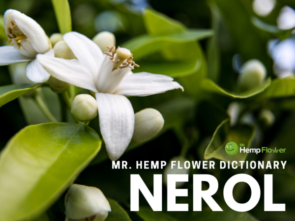Nerol Terpene Review: What Is It And What It Does
