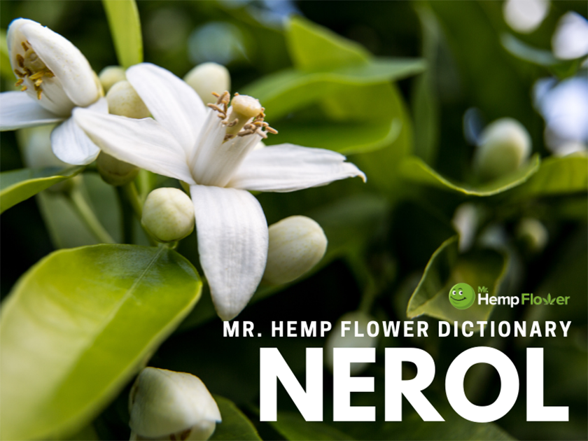 Nerol Terpene Review: What Is It And What It Does