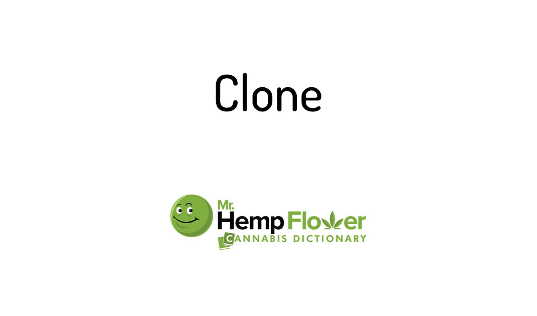 Clone ... What Is It Exactly? Where To Find Them? See Here