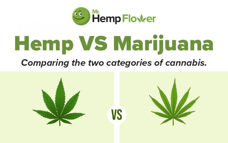 Hemp vs. Marijuana -Are Two Categories of Cannabis Really That Different