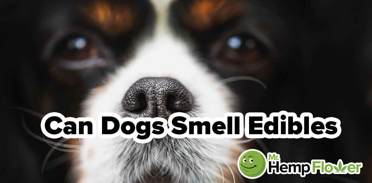 Can Dogs Smell Edibles? What Every Pet Owner Should Know