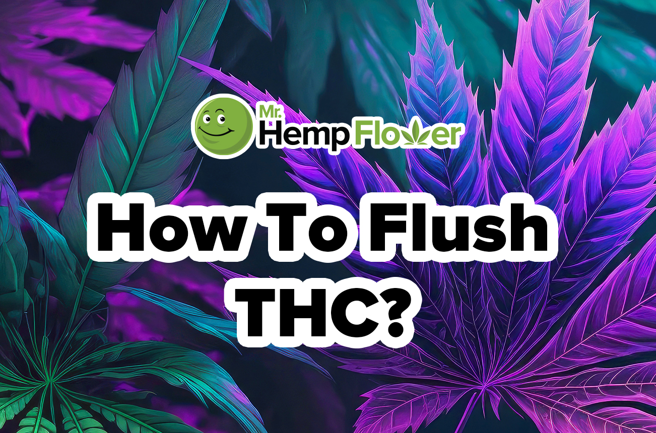How to Flush THC from Your System: Tips That Work - Mr. Hemp Flower